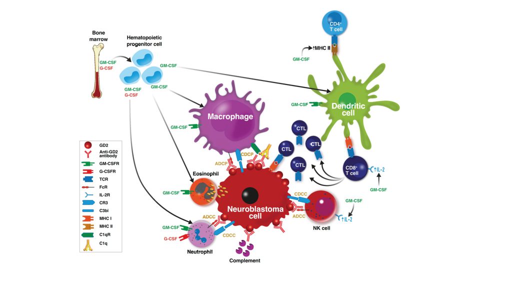 Comprehensive Review Highlights Importance of Leukine® in Combination ...